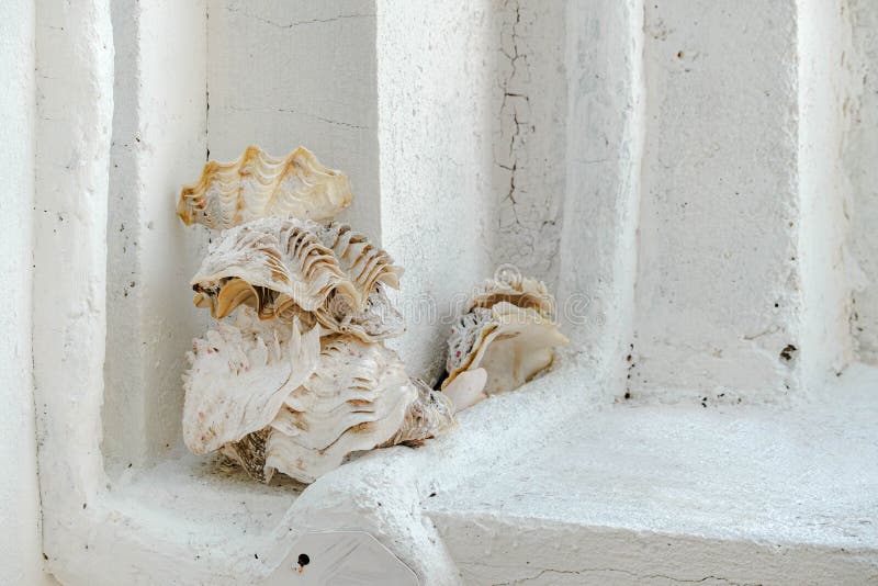 Big Shells Stacked on the Left Corner with a White Wall Background ...