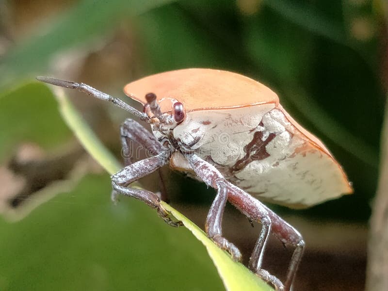 Big shield bug is relaxing stock photo. Image of shield - 364730486