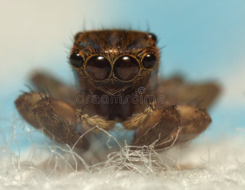 The Big Shining Spider Eyes Stock Photo - Image of eyes, shiningeyes ...