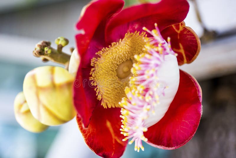Shorea Robusta in Bangkok, Thailand Stock Photo - Image of blooming ...