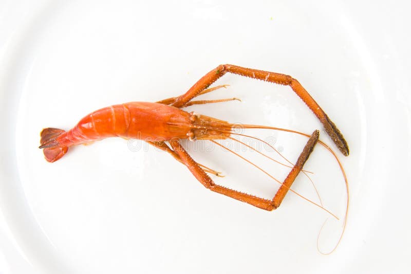 Big Shrimp stock image. Image of white, shrimp, seafood - 15536113