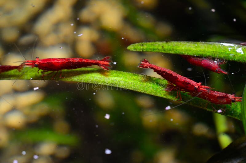 Swarm Shrimp Stock Photos - Free & Royalty-Free Stock Photos from ...