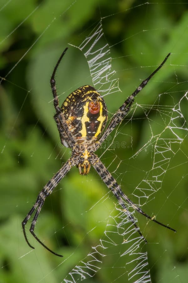 Big Signature Spider Stock Photos - Free & Royalty-Free Stock Photos ...