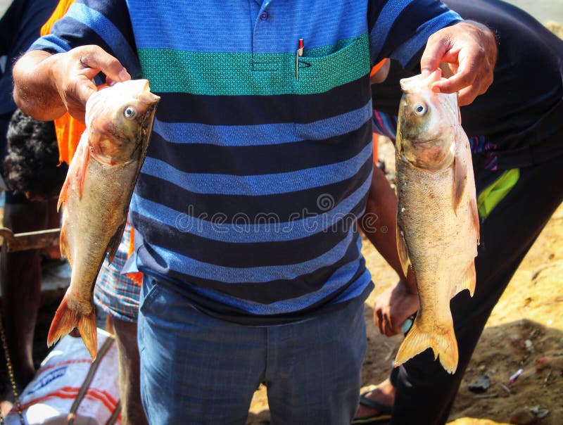 Big Silver Carp Fish in Hand of a Fish Farmer Stock Photo - Image of ...