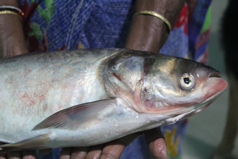 Big Silver Carp Fish in Hand of a Lady Silver Carp Culture Stock Image ...