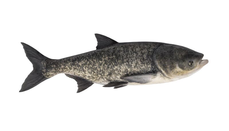 Big Silver Carp Isolated on White. Fish Trophy Stock Image - Image of ...