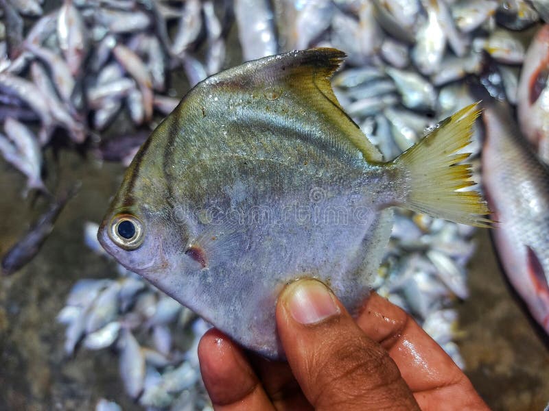 Big Silver Pumpret Fish in Hand in Indian Fish Market HD Stock Photo ...
