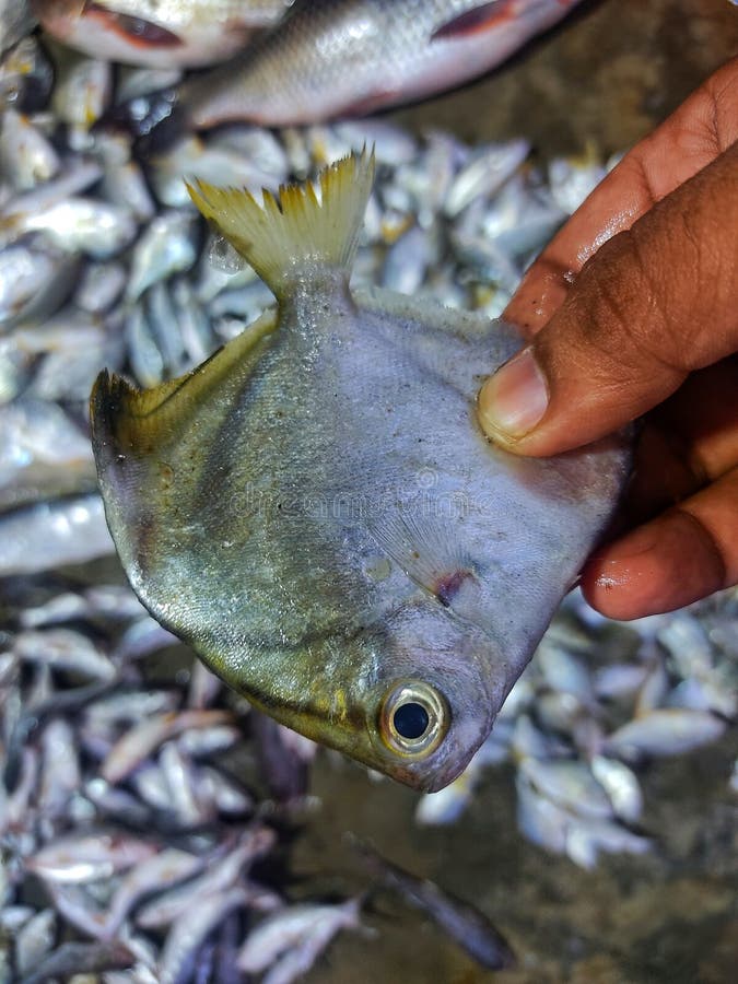 Big Silver Pumpret Fish in Hand in Indian Fish Market HD Stock Image ...