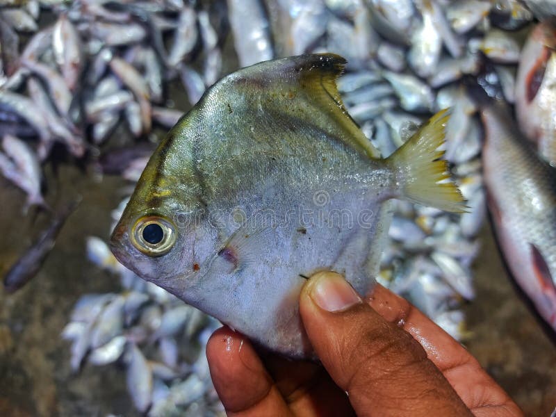 Big Silver Pumpret Fish in Hand in Indian Fish Market HD Stock Photo ...