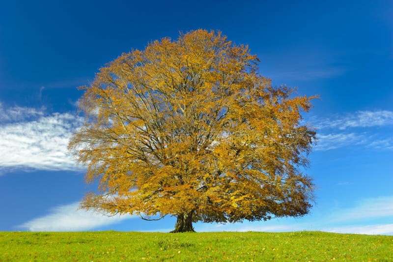 Big Single Beech Tree at Fall Stock Image - Image of agriculture ...
