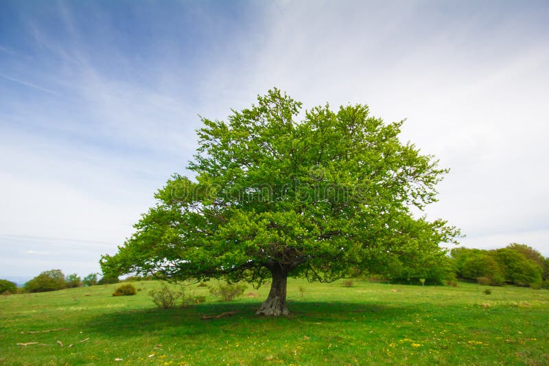 Big single beech tree stock image. Image of meadow, land - 53647043