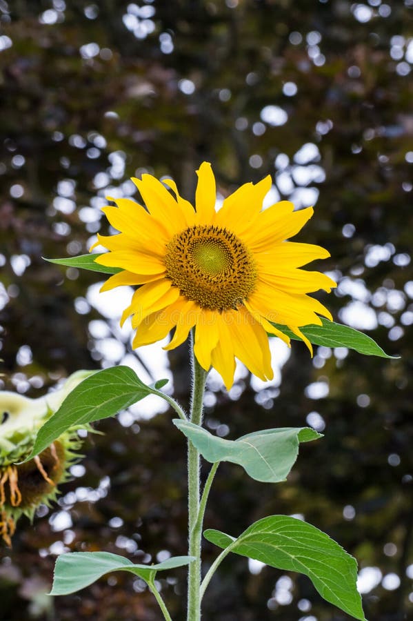 Big Single Blooming Sunflower Stock Photo - Image of sunny, blossom ...