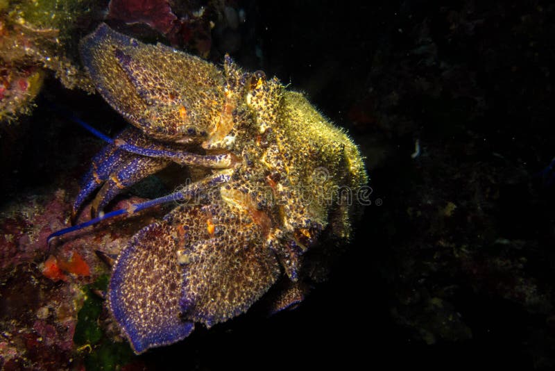 Big single Lobster stock photo. Image of crayfish, fresh - 78434608