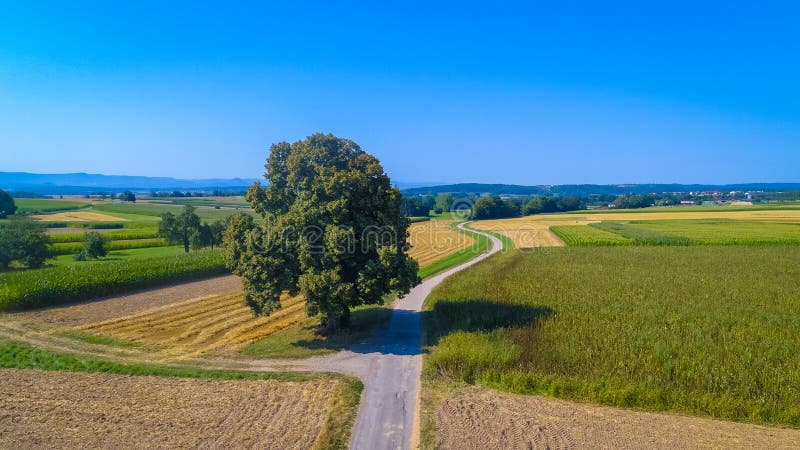 Big Single Tree on the Fields Stock Image - Image of landscape ...