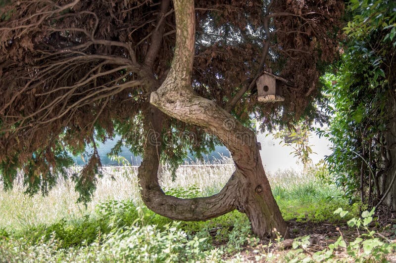 Big sinuous conifer tree stock photo. Image of evergreen - 84932038