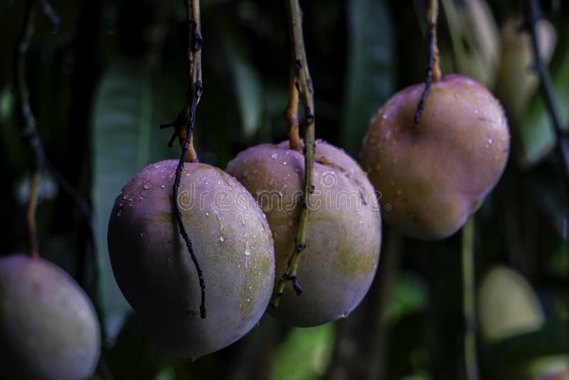 Big Size HD Mango Image on the Mango Garden Stock Photo - Image of ...