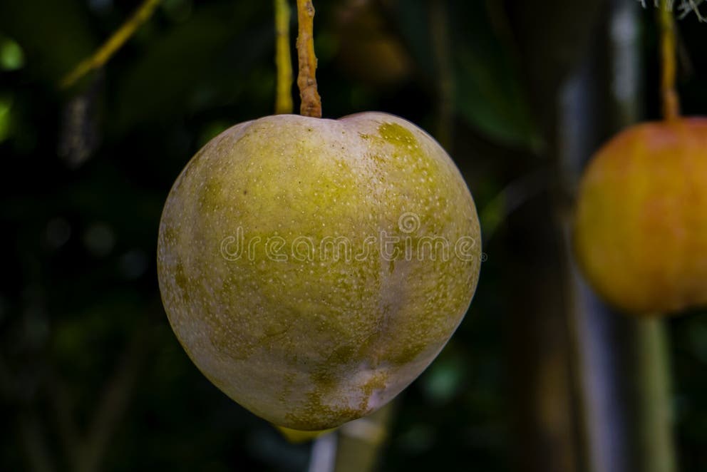 Big Size Mango, Yellow Mango, Hanging on Tree HD Mango Image Stock ...