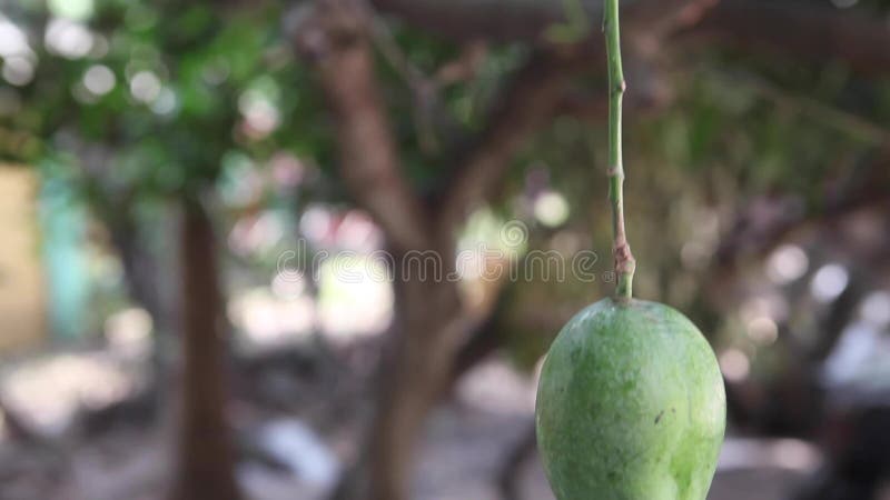 A Big Size Raw Mango Fruit on the Tree. the Mango is Hanging on the ...