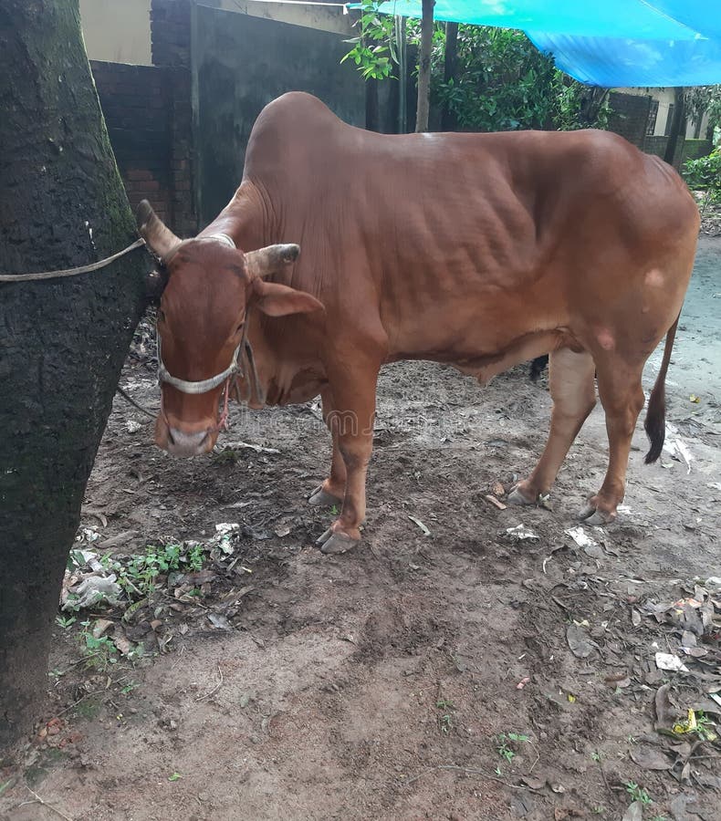 A Big Size Red Cow. Huge Size Bull Stock Image - Image of bull, size: 385806443