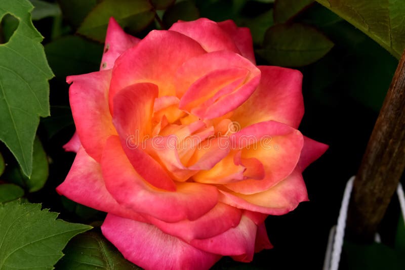 Big size roses stock image. Image of petal, bouquet - 205810237