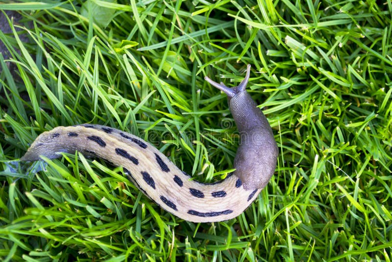 Big Slug on the Green Grass Stock Image - Image of farming, close: 20523899