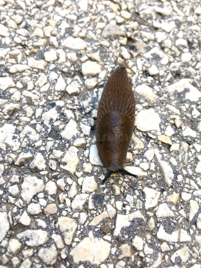 Slug stock image. Image of ground, outdoors, summer - 191513945