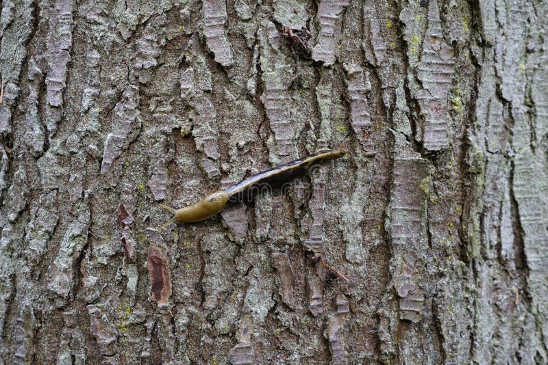 Slug on tree in forest stock photo. Image of nature - 199963552