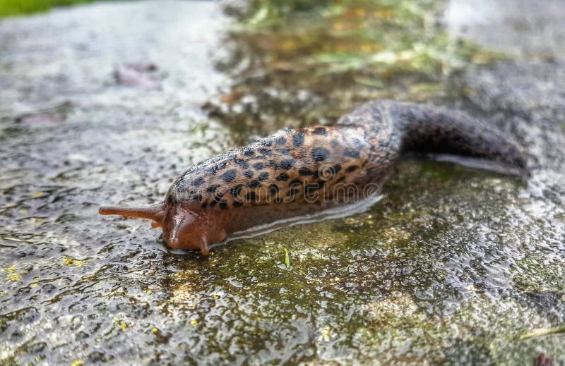 Big Slug at the Wet Asphalt Stock Photo - Image of gastropod, crawl ...