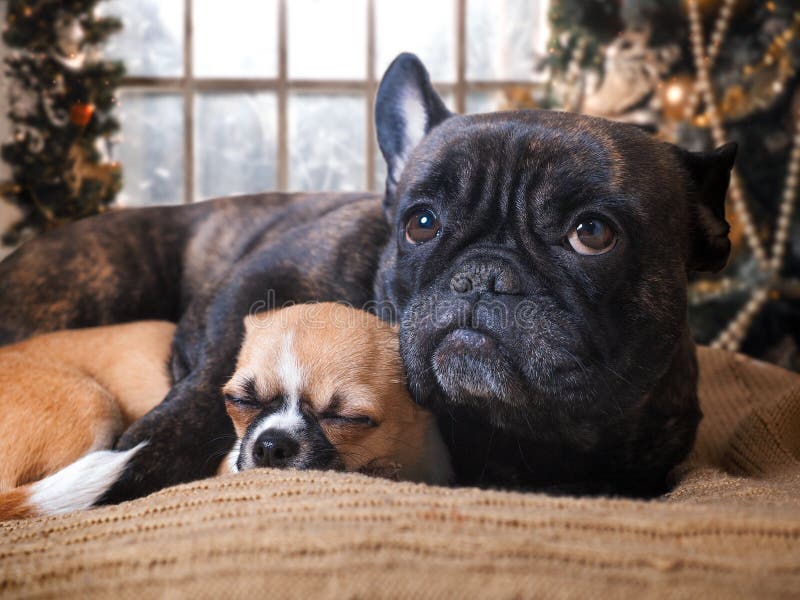 Big and small dog stock photo. Image of greet, chihuahua - 202220226