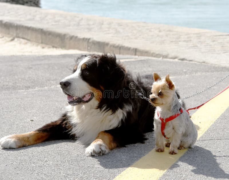 Big and Small Dogs on the Street. Stock Photo - Image of white, face ...