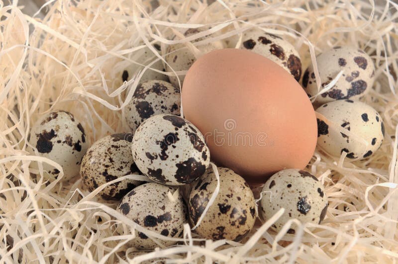 Big and small eggs stock photo. Image of farm, chicken - 36546878