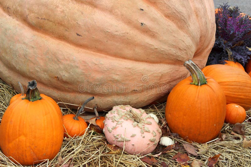 Big and Small Fall Pumpkins Stock Image - Image of crop, seasonal: 27175087