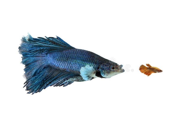 Big and small fish stock photo. Image of fighting, orange - 31536522