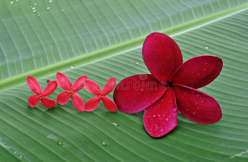 Big and small flower stock image. Image of beautiful - 14888653