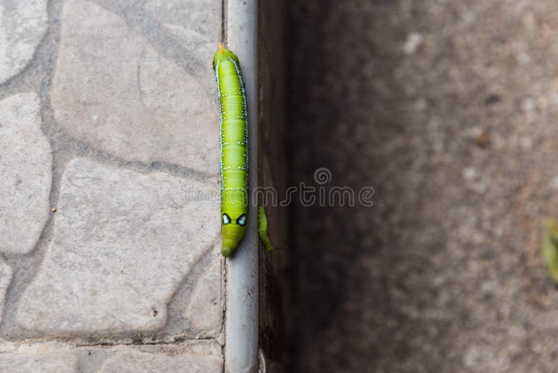 The Big and Small Green Worm the Green Tea Worm or the Caterpillar is ...