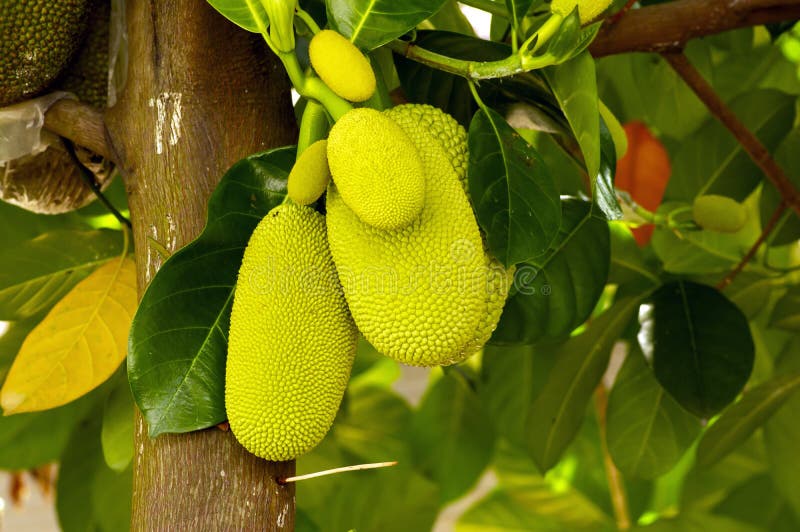 501 Big Tree Small Seed Stock Photos - Free & Royalty-Free Stock Photos ...