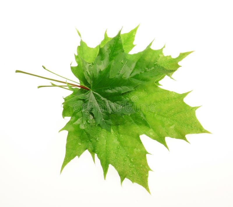 Three maple leaves stock image. Image of plant, isolated - 14257507