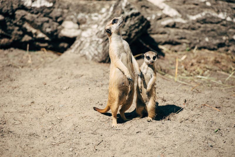 Big and small meerkat stock image. Image of wild, family - 74915021