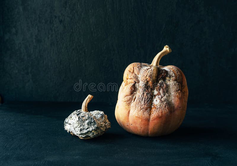 .Big and Small Moldy Rotten Pumpkins on a Black Background Stock Image ...