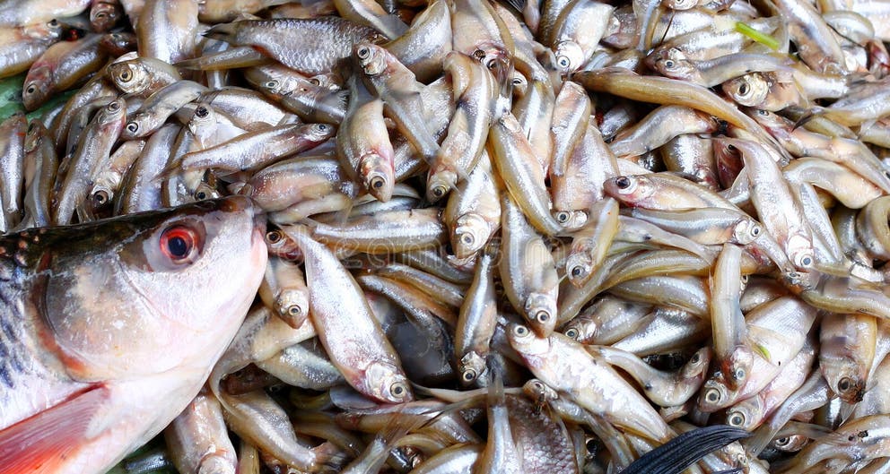 Dead fish stock photo. Image of fish, bream, fisherman - 19856312