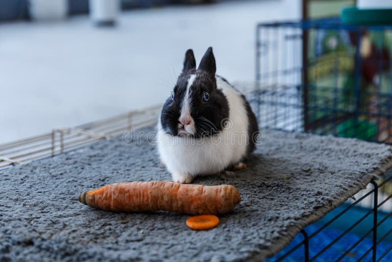 Big and small rabbits stock image. Image of furry, lovely - 86158485