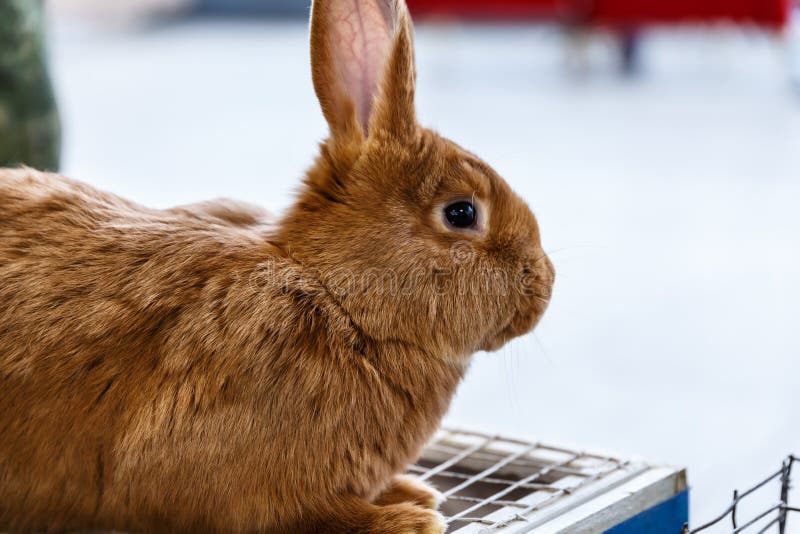Big and small rabbits stock photo. Image of rodent, rabbits - 86158546