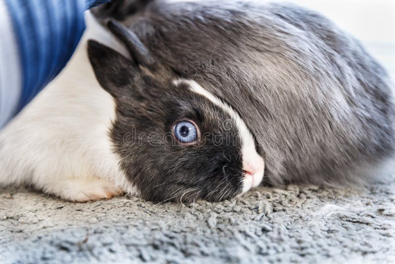 Big and small rabbits stock photo. Image of animal, family - 86158704