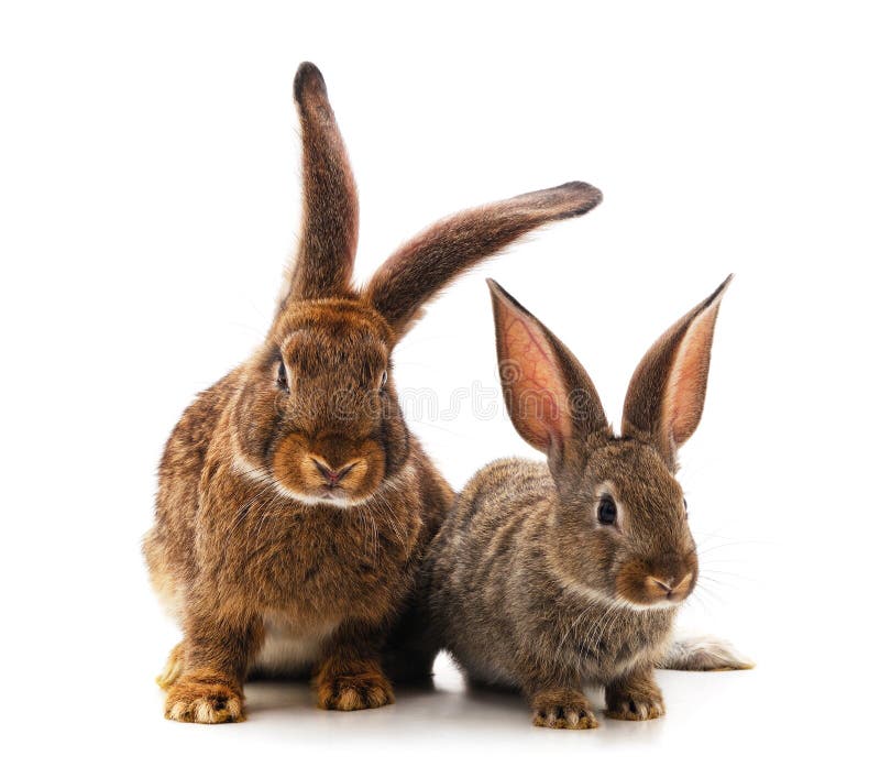 839 Big Rabbits Stock Photos - Free & Royalty-Free Stock Photos from ...