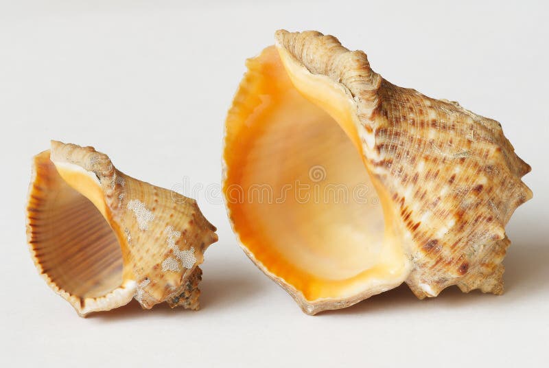 Big and small sea shell stock image. Image of sand, small - 4558705