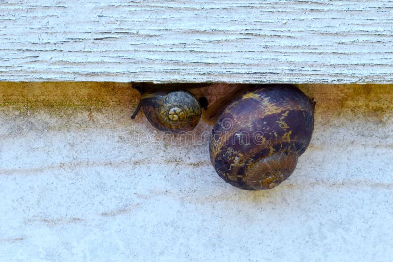 Big and Small Hard Shell Snails Stock Photo - Image of botanical ...