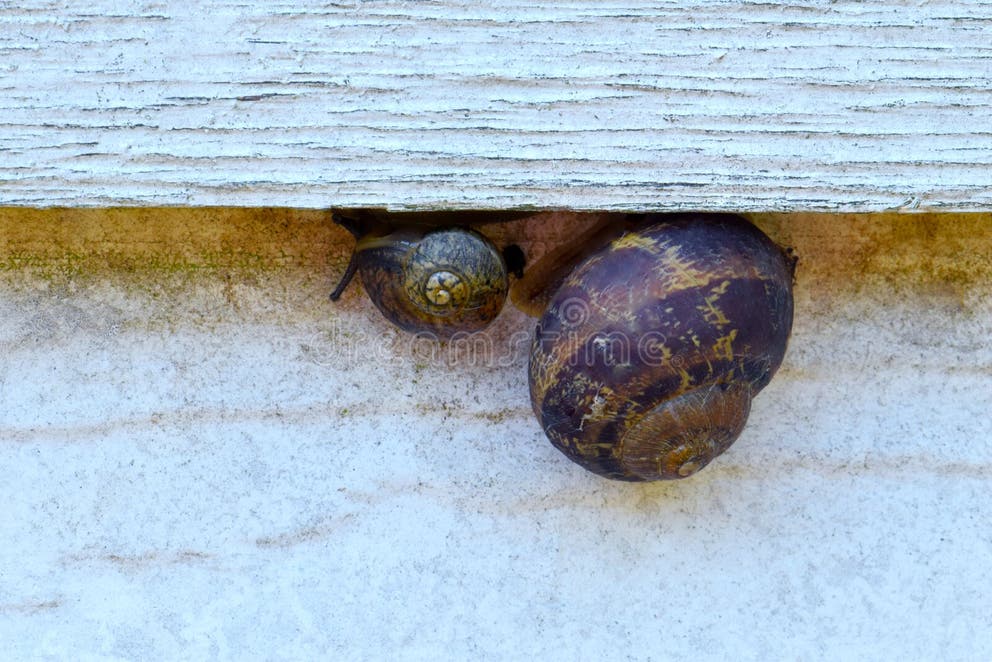 Big and Small Hard Shell Snails Stock Photo - Image of botanical ...