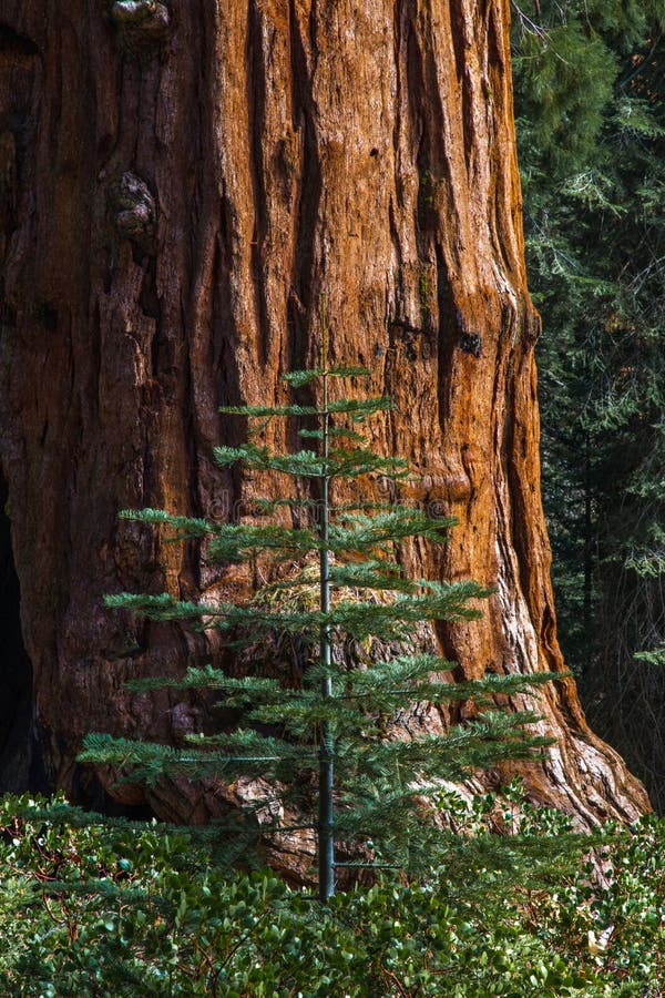 12,716 Big Small Trees Trees Stock Photos - Free & Royalty-Free Stock ...