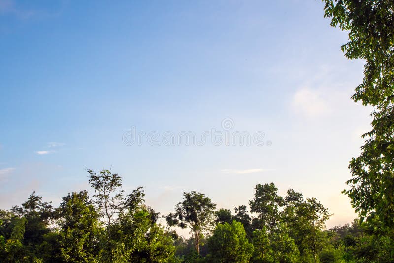 Big and Small Trees in the Jungle Stock Photo - Image of yellow, fresh ...