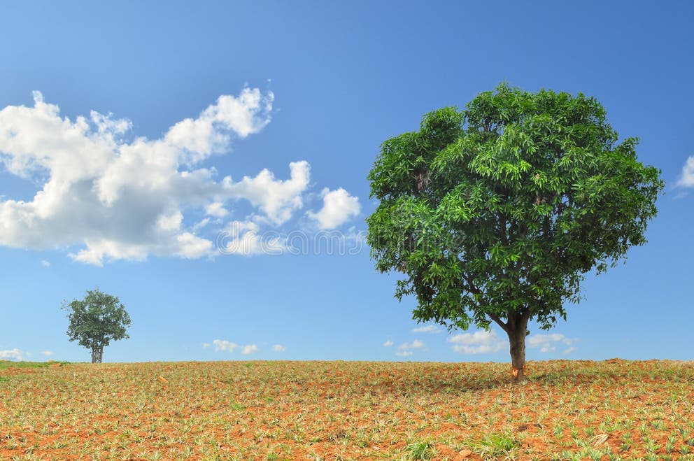 Big and Small Trees in the Field with Blue Sky Stock Photo - Image of ...